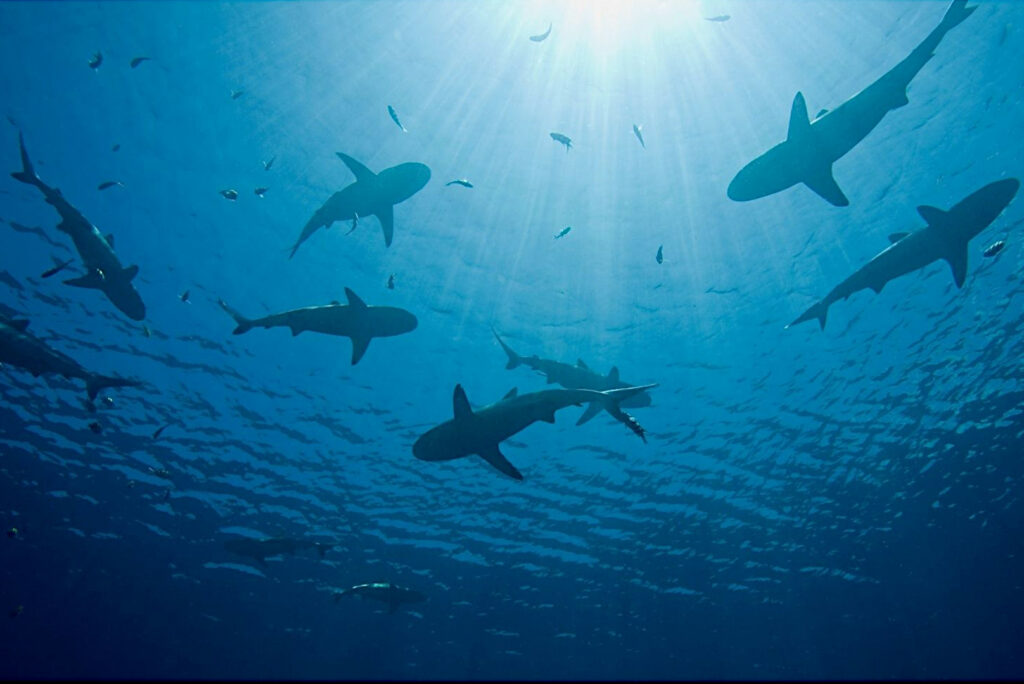 Mur de Requins Fakarava : Cet incroyable spot de plongée ! 🦈 ️