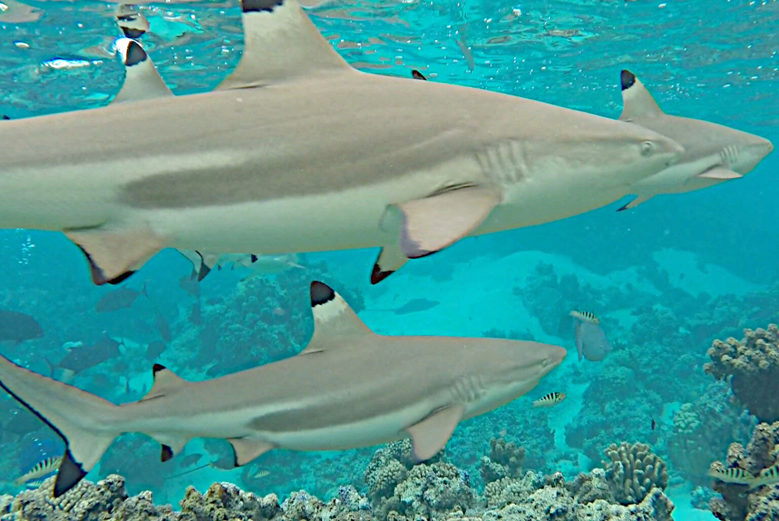 Que faire à MOOREA ? Activités et Endroits à visiter absolument